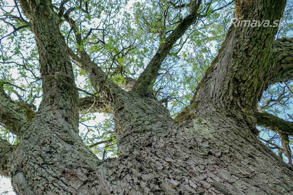 Za najkrajší strom roka môžu hlasovať aj žiaci, prvé tri školy získajú ...