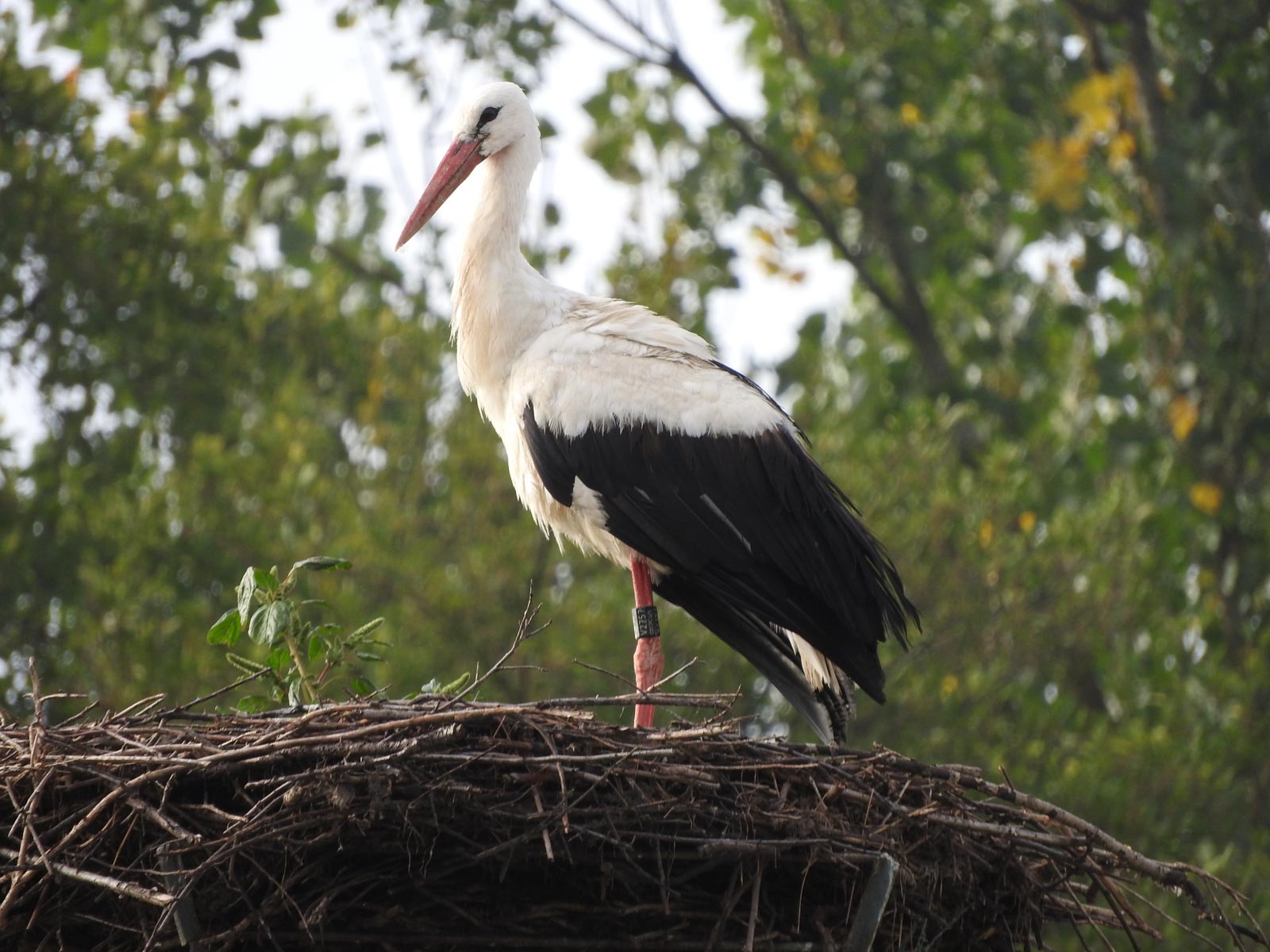 Bocian neodletel na čas, zaujal domácich obyvateľov
